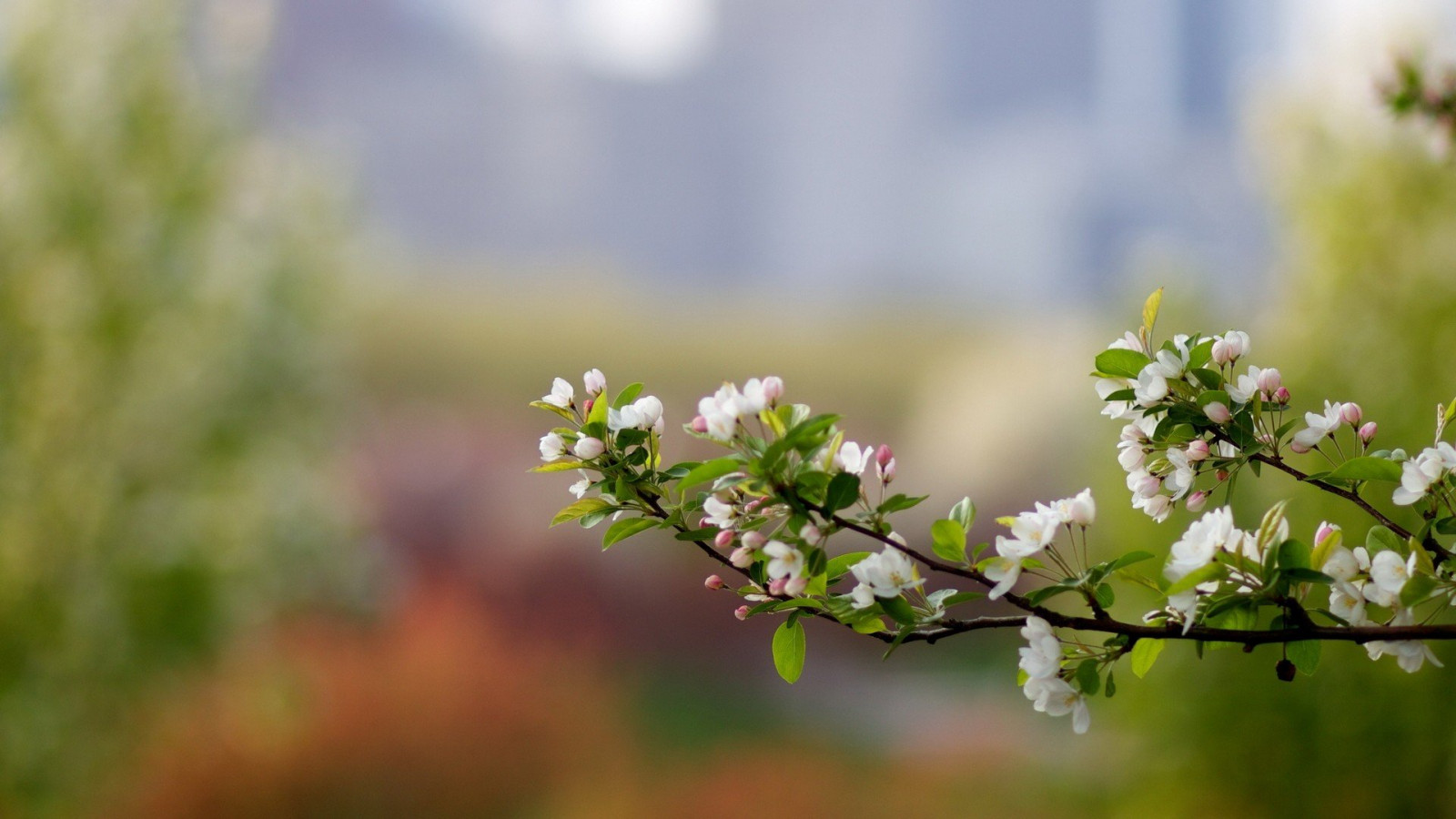 Wallpaper : 1920x1080 px, flowers, nature, trees 1920x1080 - wallbase ...