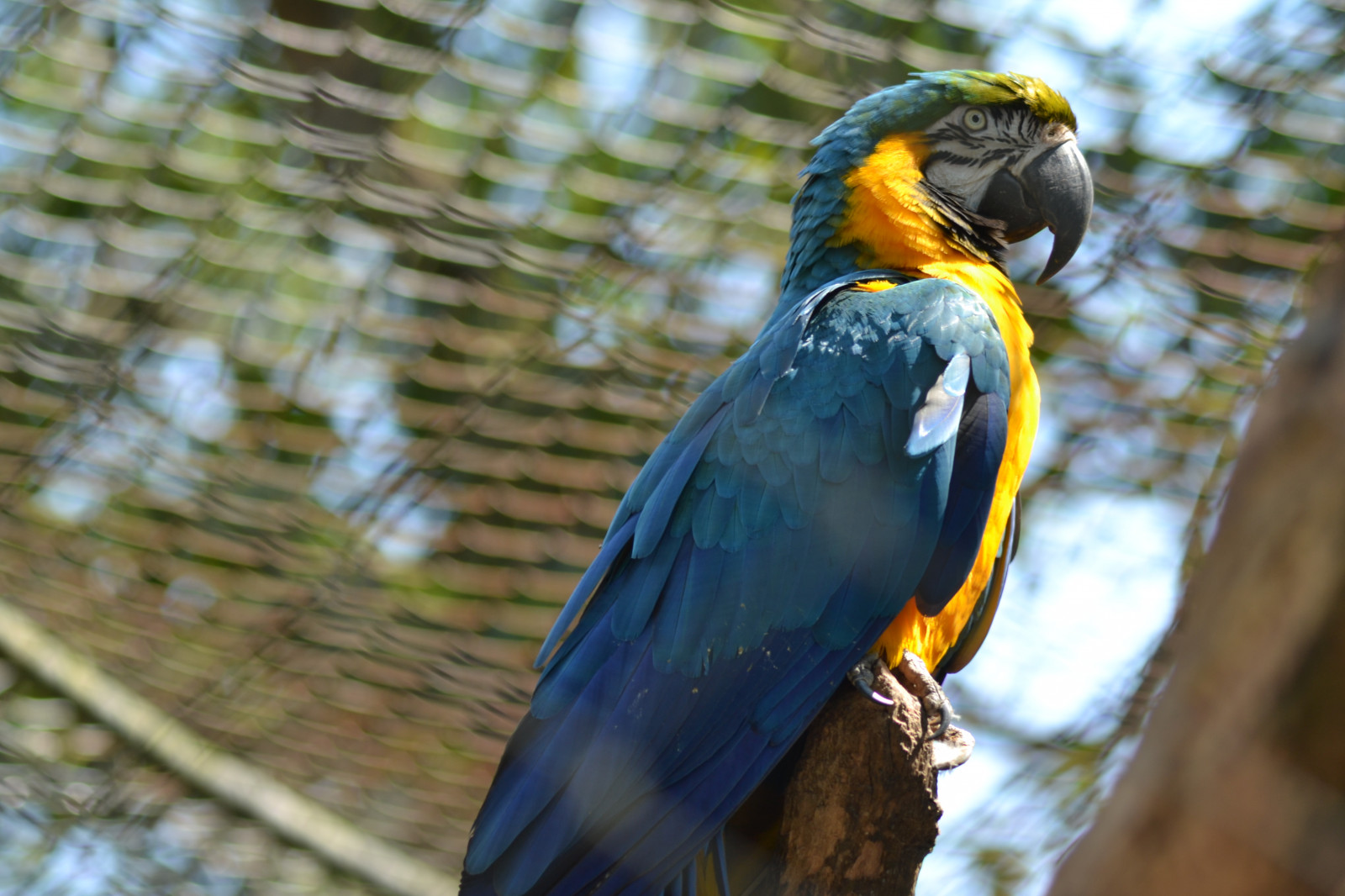 Sfondi : Brasile, Brasil, pappagallo, Papagaio, S opaulosp 4608x3072 ...