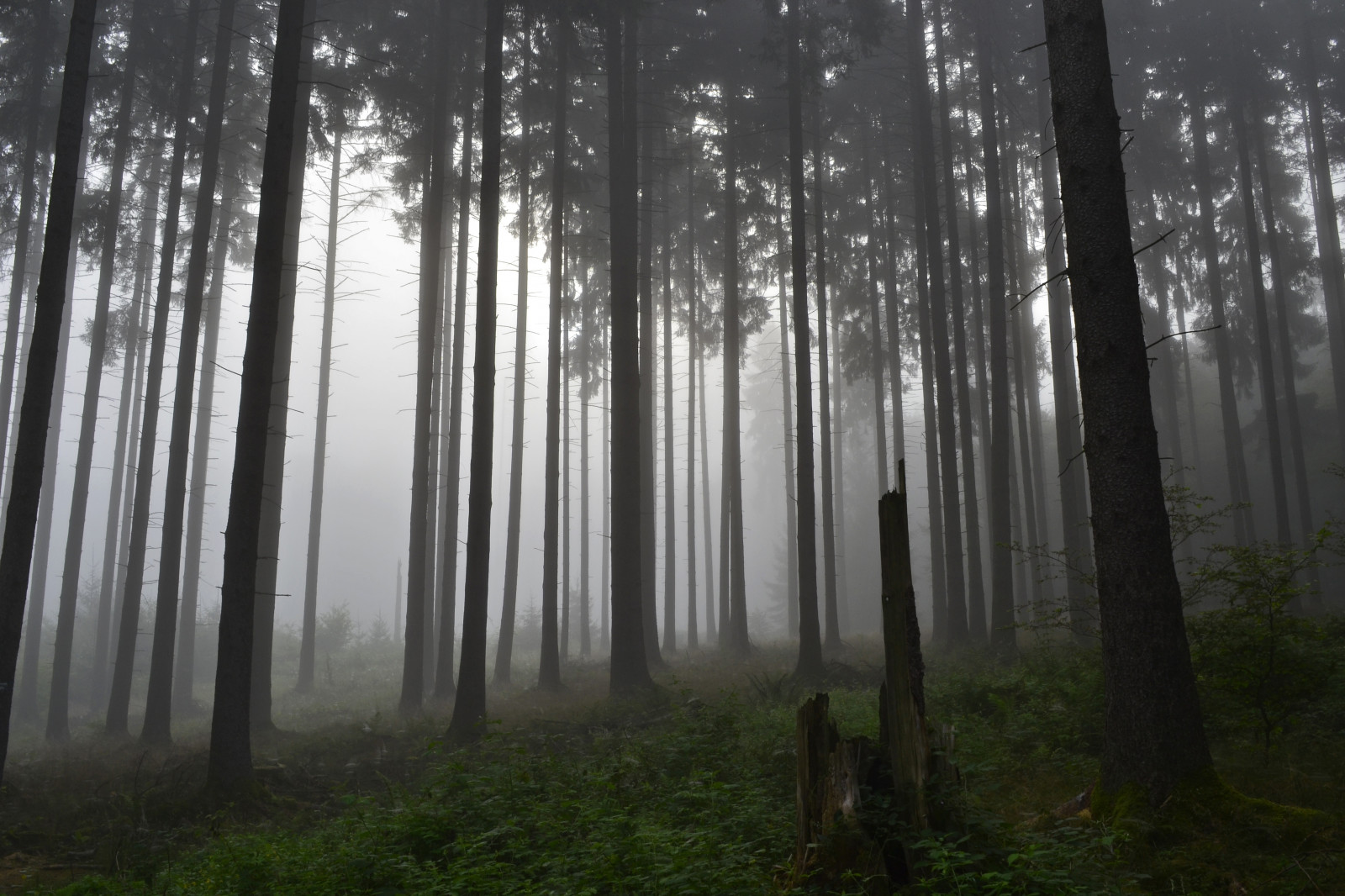 배경 화면 : 햇빛, 경치, 분기, 아침, 독일, 안개, 여름, 니콘, 나무, 땅거미, 날씨, 어둠, 발트, 바움, 서머, 네벨 ...