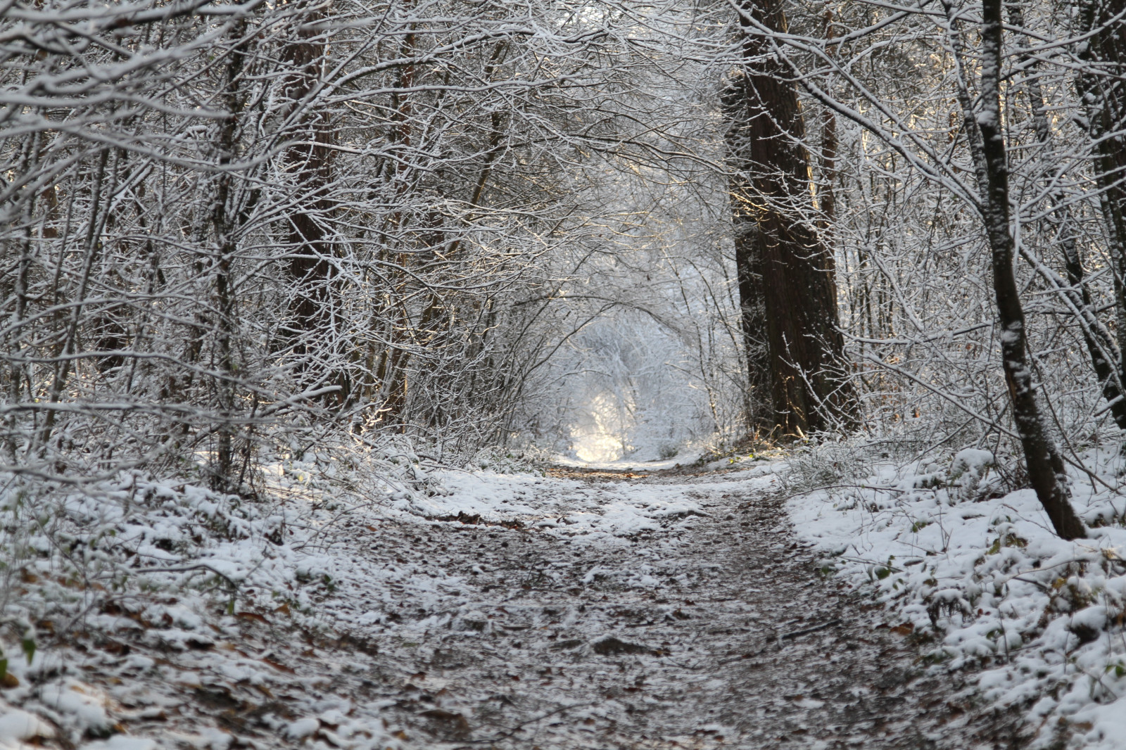 Imagini de fundal : pădure, iarnă, lemn, gheaţă, îngheţ, Congelare ...