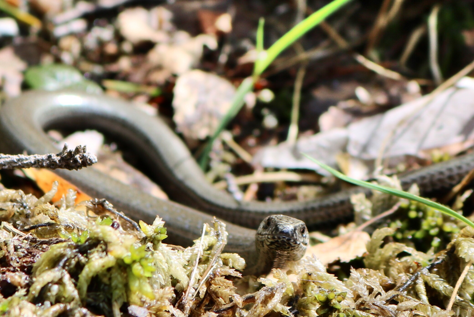 Wallpaper : scaled reptile, fauna, lacertidae, organism, terrestrial ...