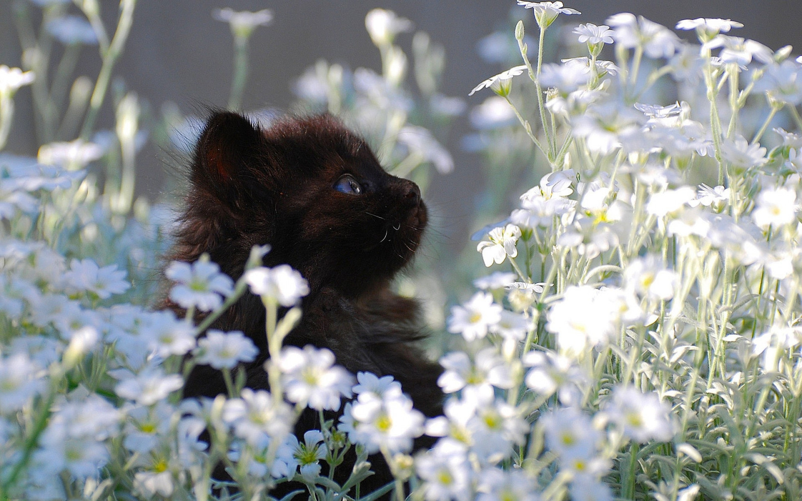 Wallpaper : kitten, grass, flowers, fur 1920x1200 - wallhaven - 1072287 ...