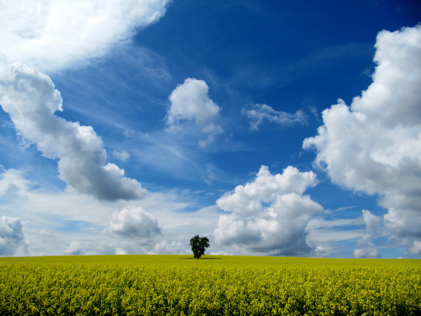 Wallpaper : sunlight, landscape, sky, yellow, blue, farm, horizon ...
