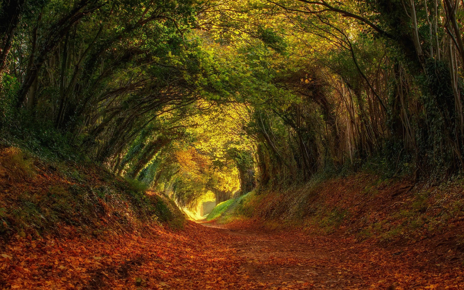 Sfondi : luce del sole, alberi, paesaggio, le foglie, erba, ramo, fiume ...