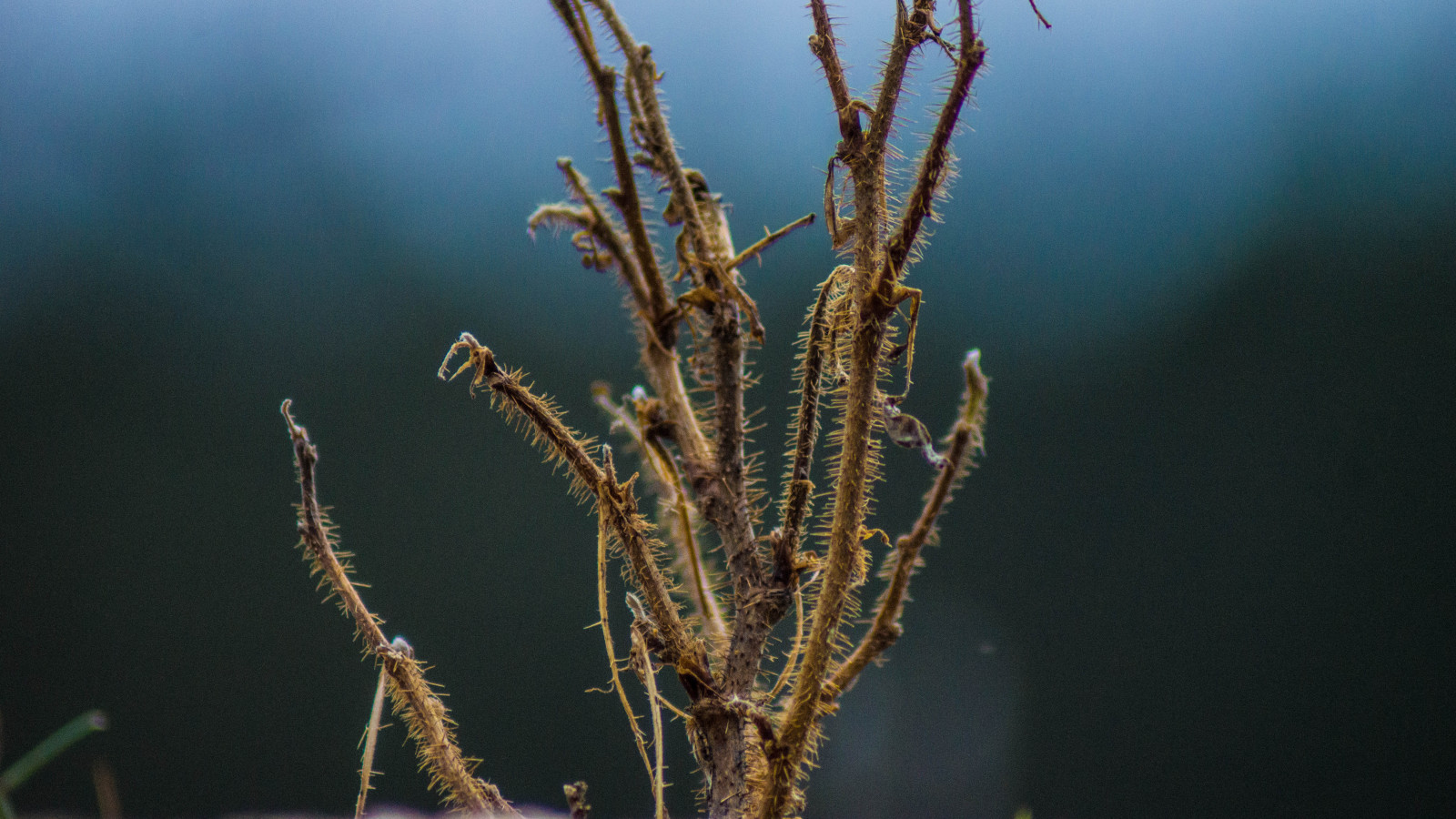 Bakgrundsbilder : skog, pinnar 6000x3376 - halfsour - 1475841 ...