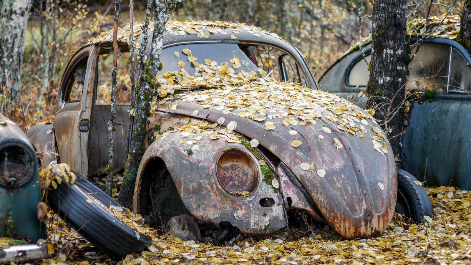 Wallpaper : car, Volkswagen, rust, old, leaves, outdoors, wreck ...