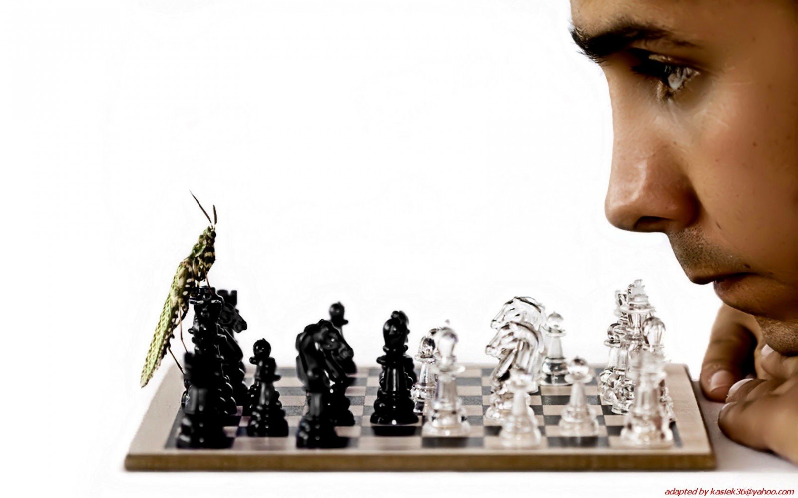 Wallpaper : 1680x1050 px, bug, chess, funny, insects, men, pieces ...