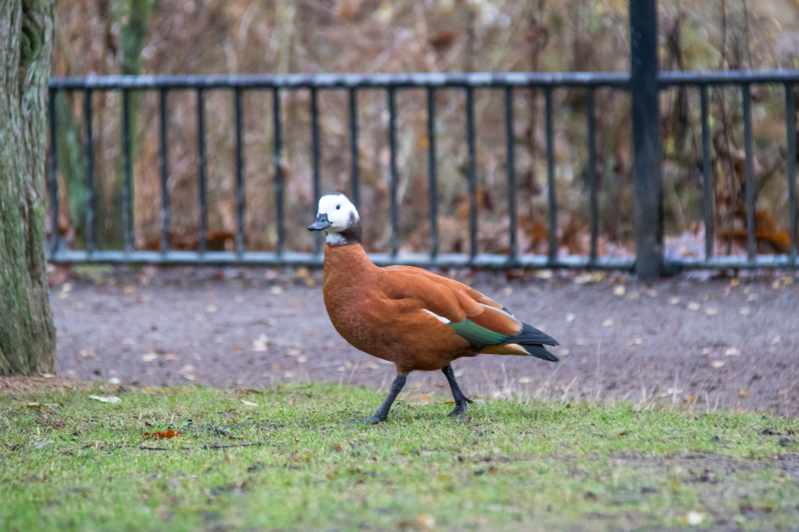 Wallpaper : nature, wildlife, Zoo, fence, duck, goose, beak, autumn ...