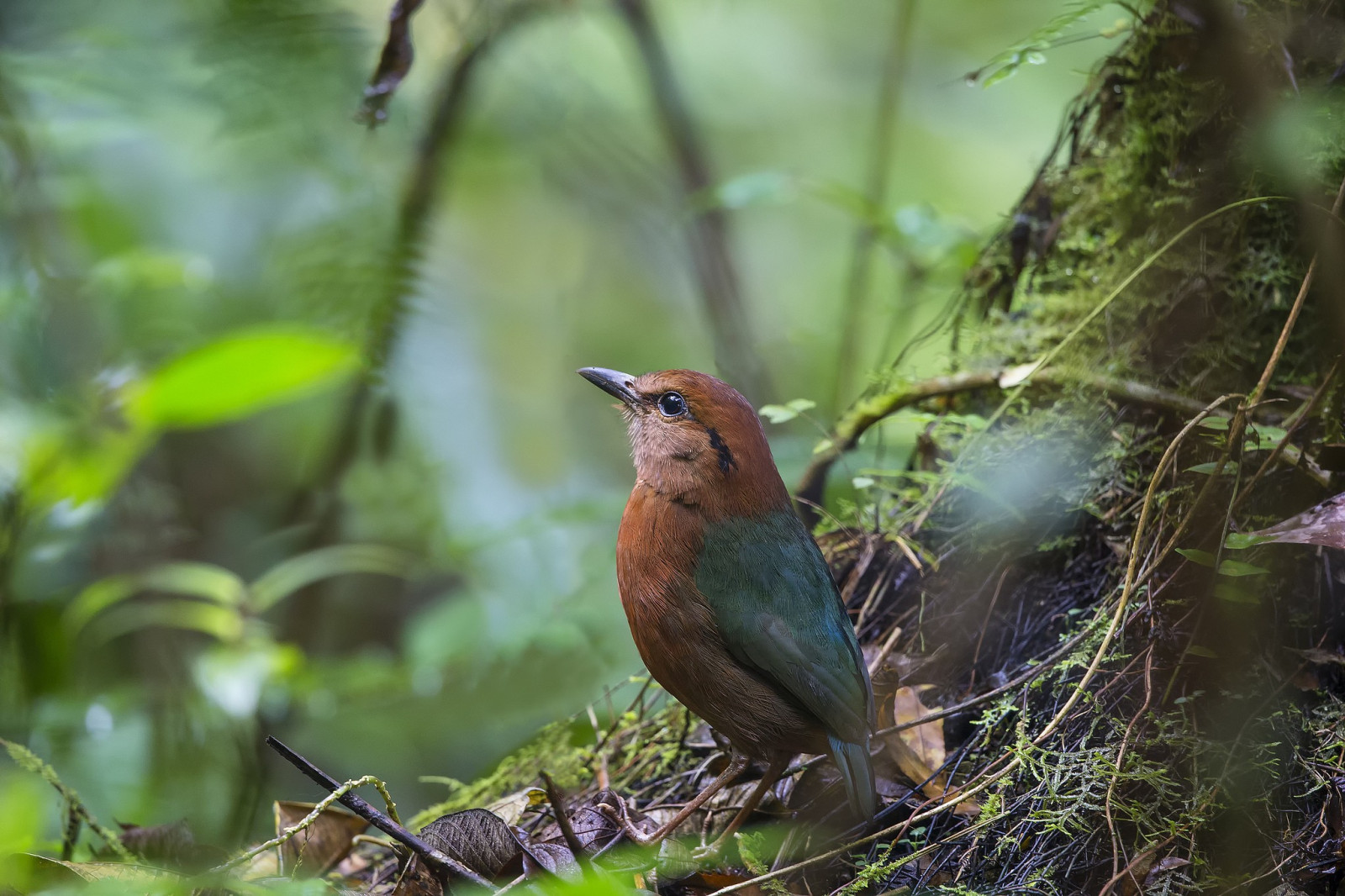 Papel de parede : floresta, Pássaros, Animais, natureza, ramo, animais ...