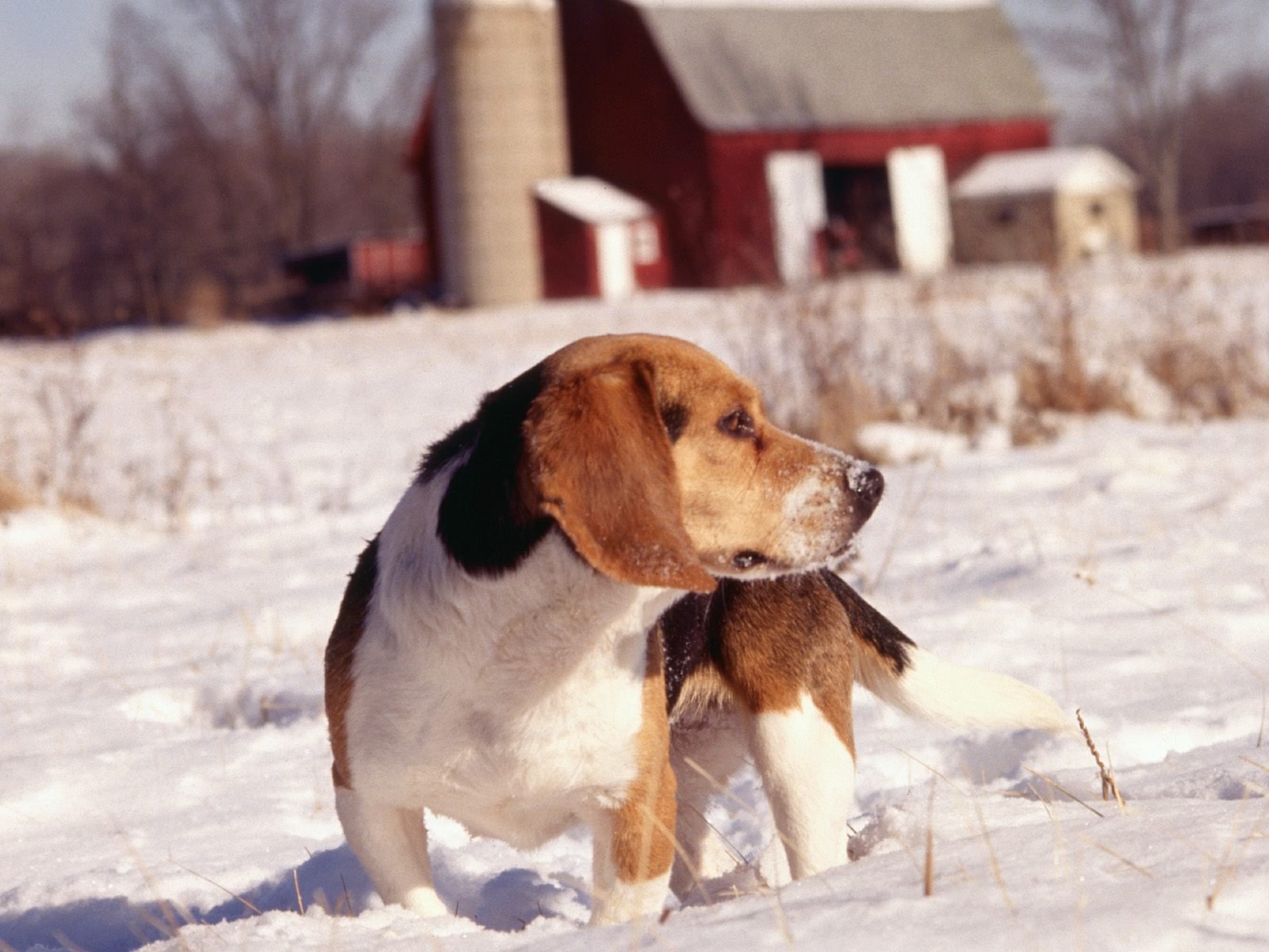 Obrázky na plochu : 1600x1200 px, roztomilý, pes, psi, Frendly, domáce ...