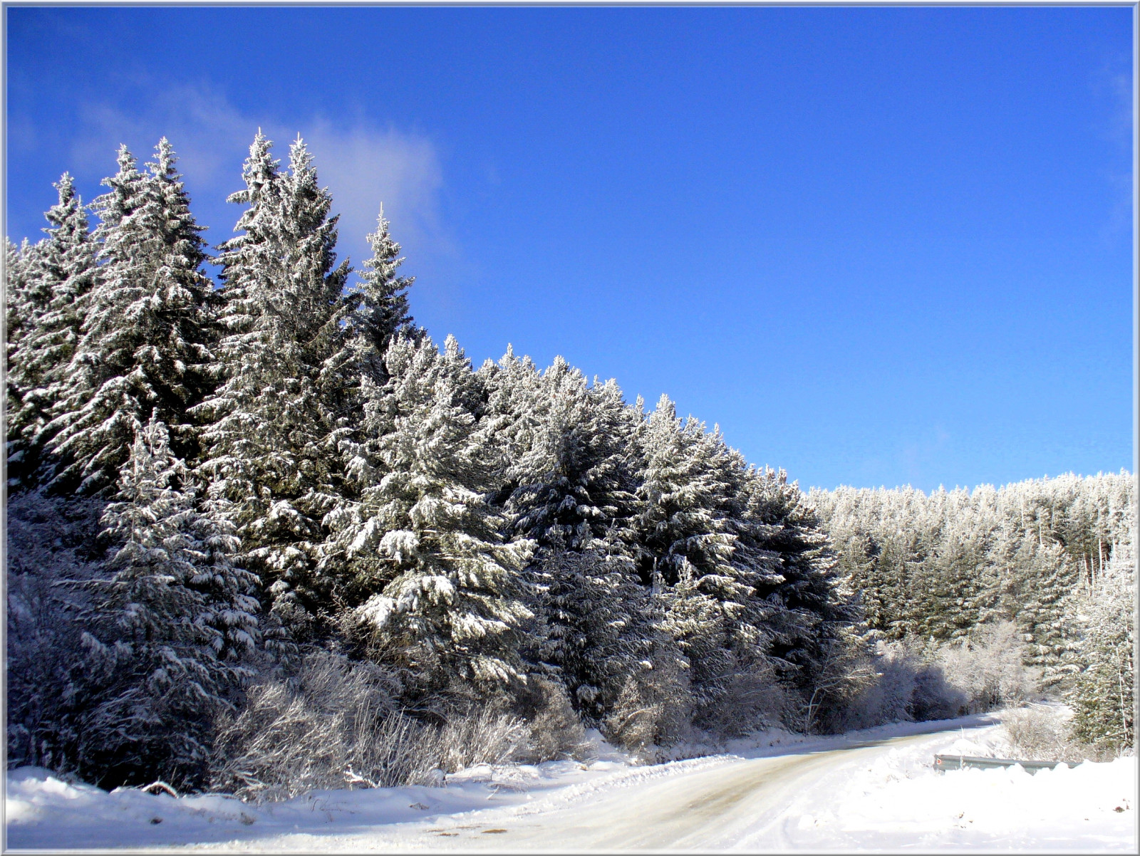 Wallpaper : winter, snow, tree, sky, ecosystem, woody plant ...