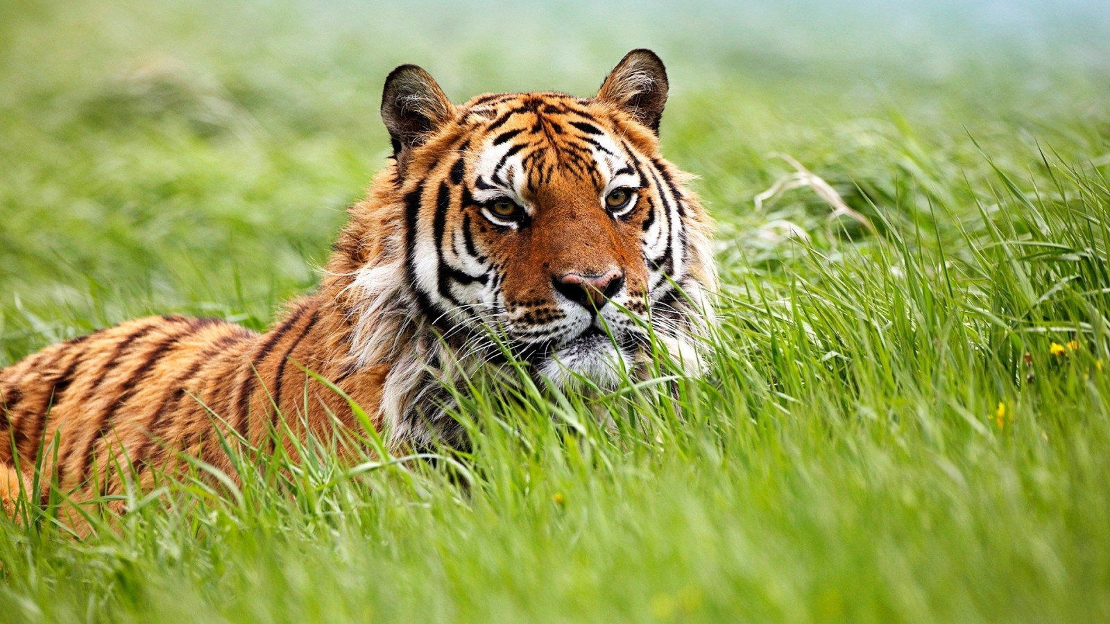 Wallpaper : tiger, face, grass, hunting 1920x1080 - goodfon - 1061416 ...