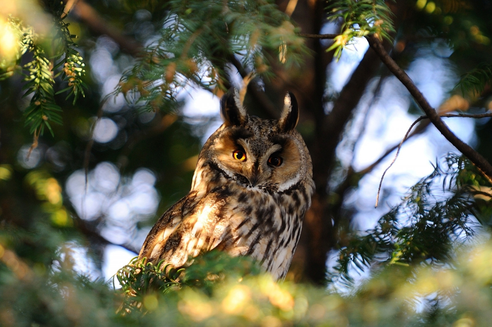 Wallpaper : owl, bird, predator, sit, shade 1920x1275 - goodfon ...