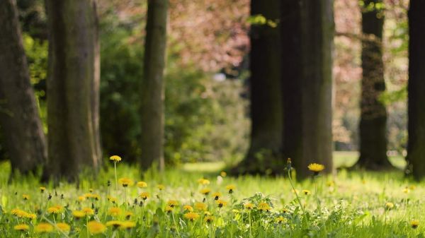 Wallpaper Forest Women Nature Grass Green Femjoy Magazine Tree