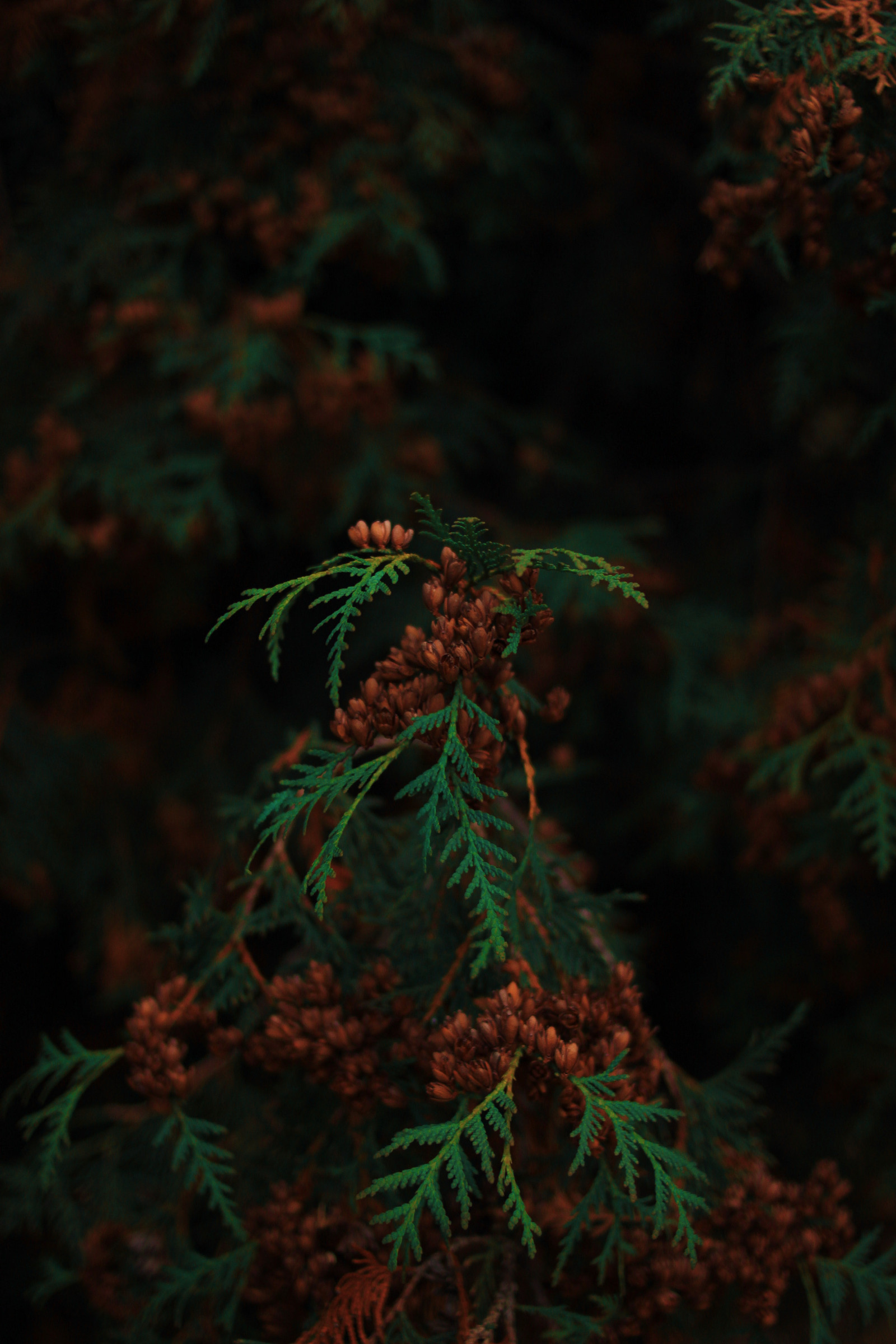 Tapety : les, listy 3168x4752 - savic - 1698633 - Tapety - WallHere