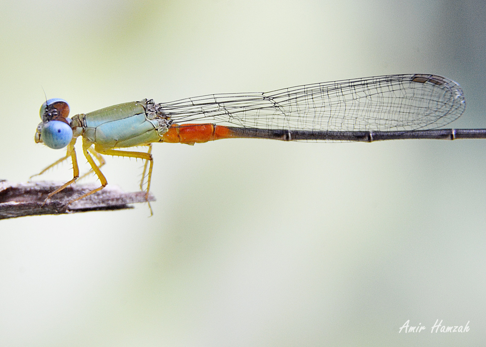 Wallpaper : alam, hewan, serangga, capung, Capung 3200x2285 - - 807293 ...