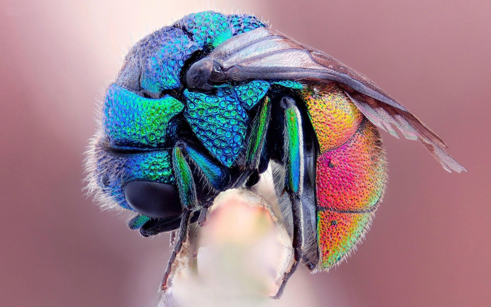 Fond d'écran : Coloré, animaux, la photographie, insecte, vert, bleu ...