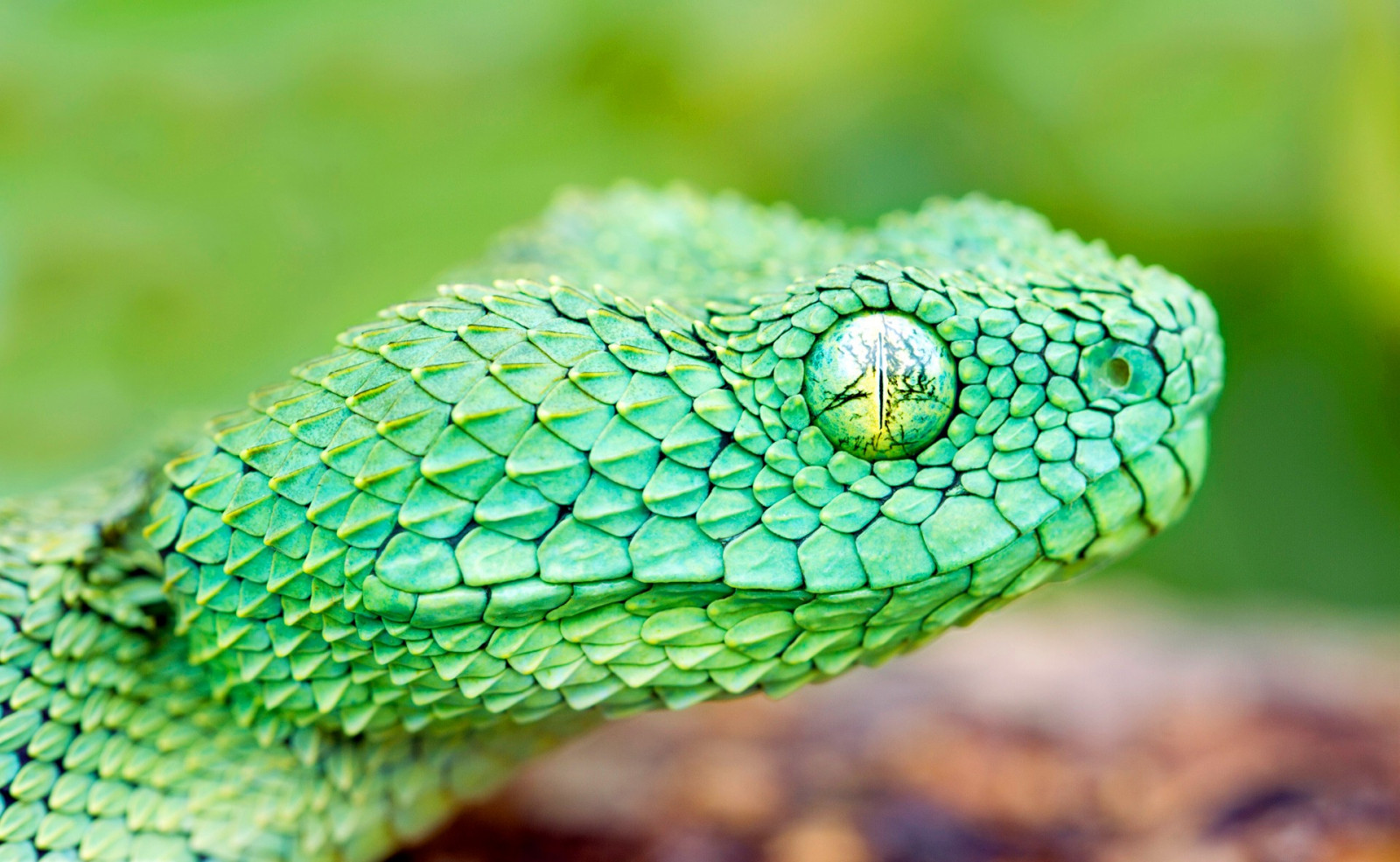 Sfondi : animali, natura, serpente, lucertola, fauna, vertebrato ...