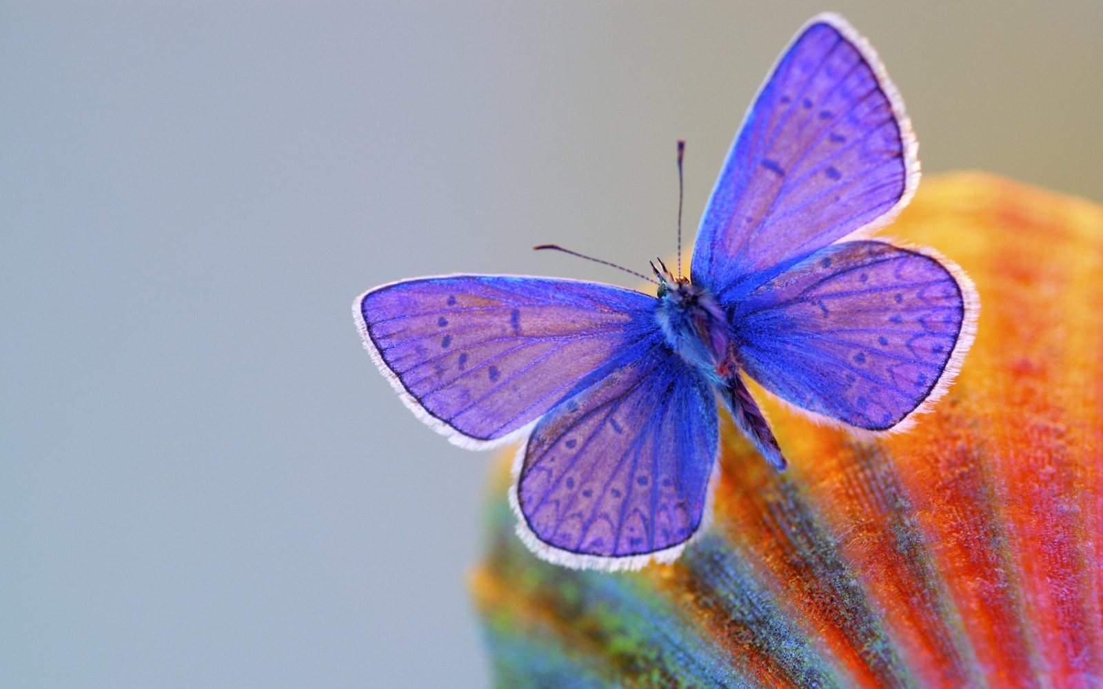Sfondi : Ali, farfalla, insetto, blu, colore, fiore, petalo, ala, fauna ...