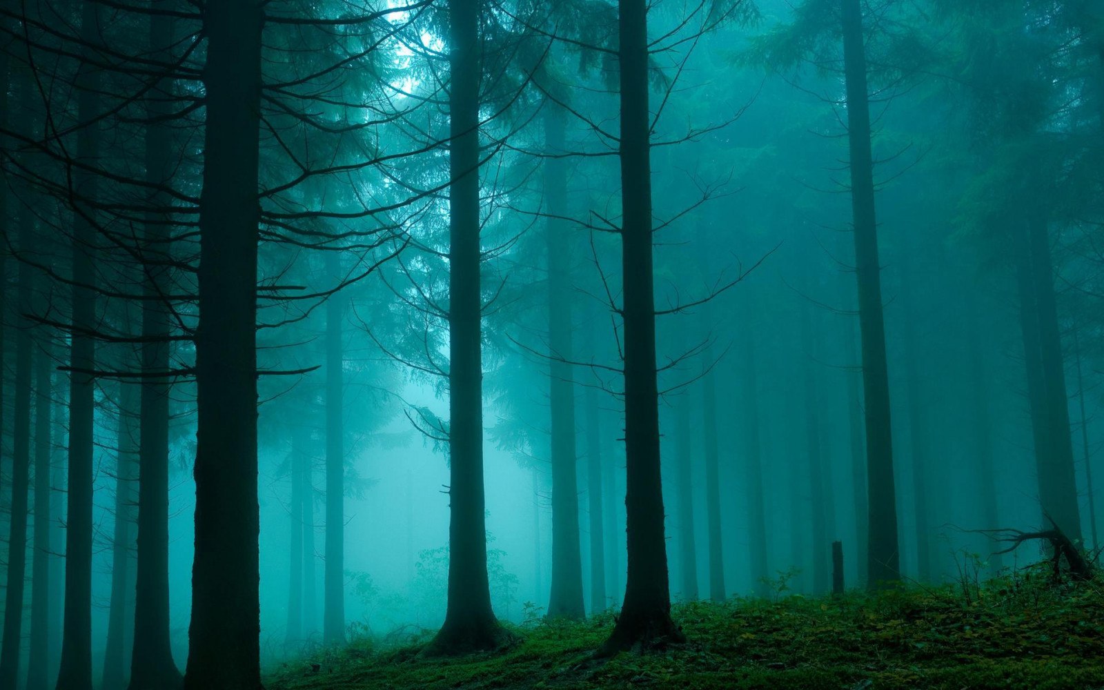 Wallpaper 1920x1200 Px Branches Grass Green Nature Night Tree Trees Trunk 1920x1200