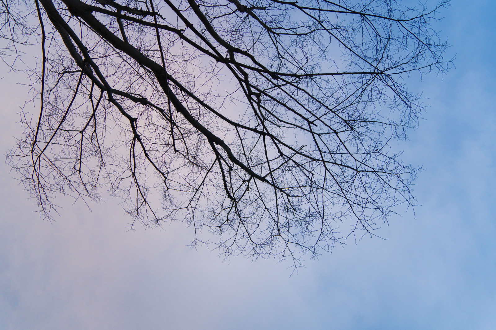 Bakgrundsbilder : gren, klar himmel 6000x4000 - SpanishGirl - 2230930 ...