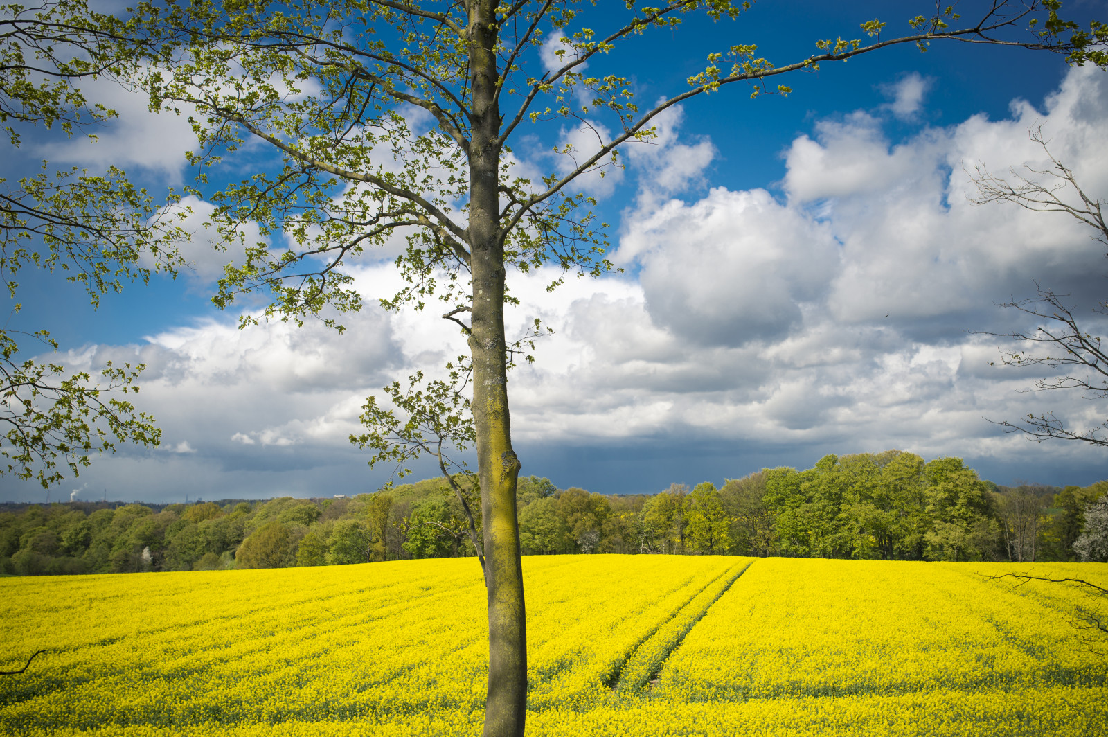 Wallpaper : landscape, rape, fields, yellow, trees, sky, clouds ...