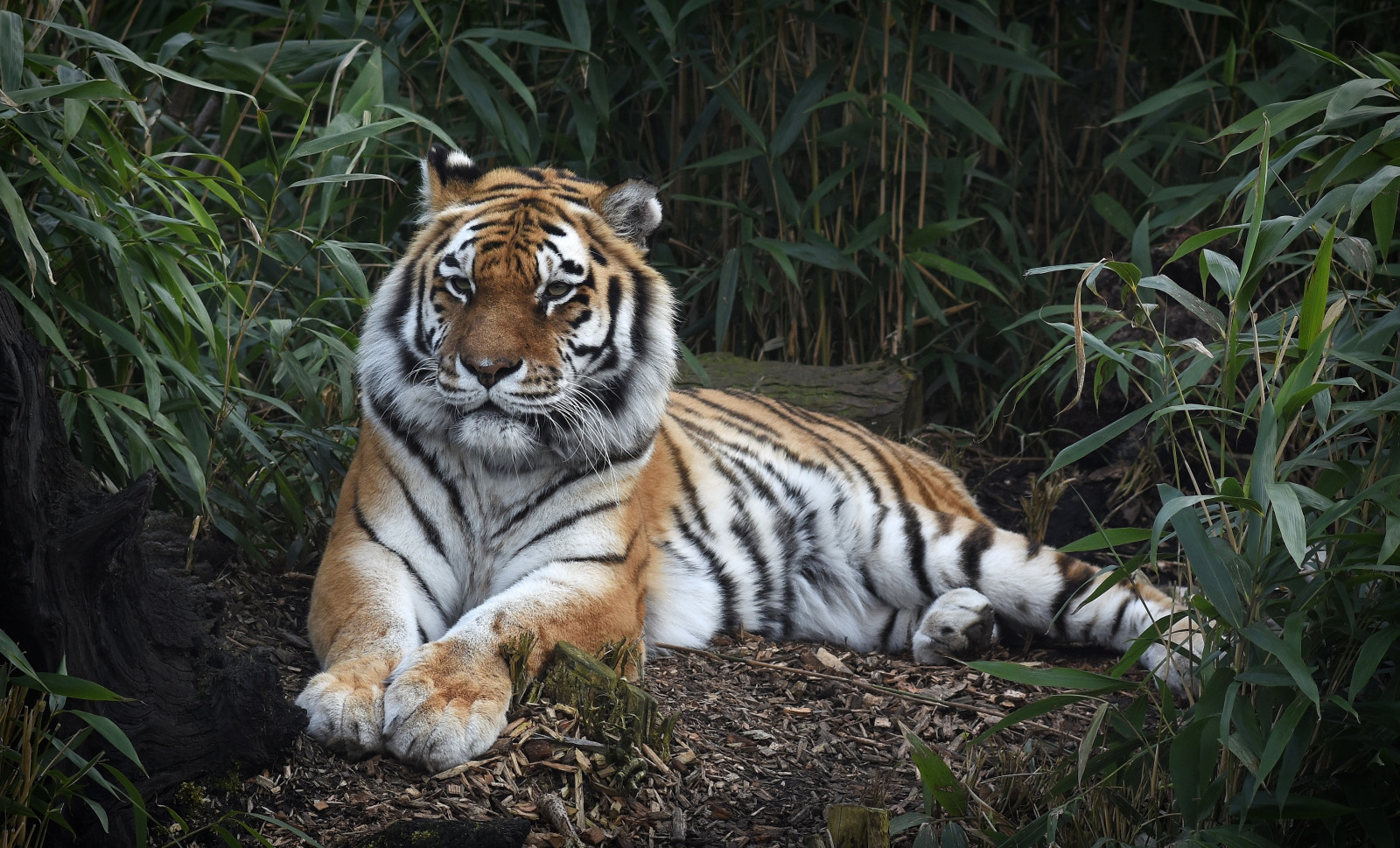 Wallpaper : grass, tiger, wildlife, Nikon, big cats, Zoo, wilderness ...