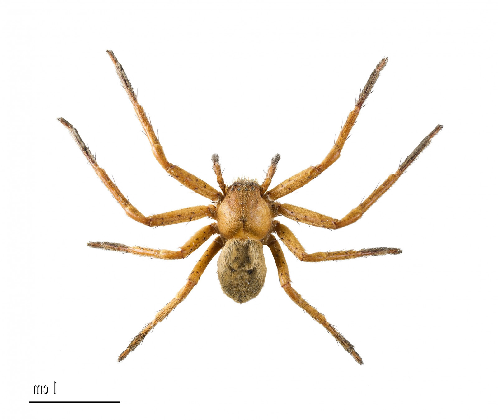 Wallpaper : hewan, labah-labah, Arachnid, fauna, invertebrata ...