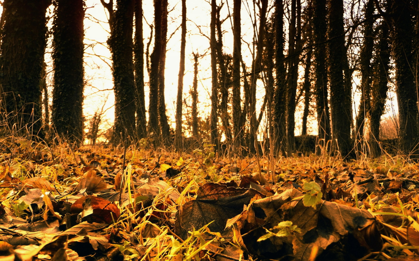 Wallpaper : autumn, leaves, fallen, grass 1920x1200 - wallpaperUp ...