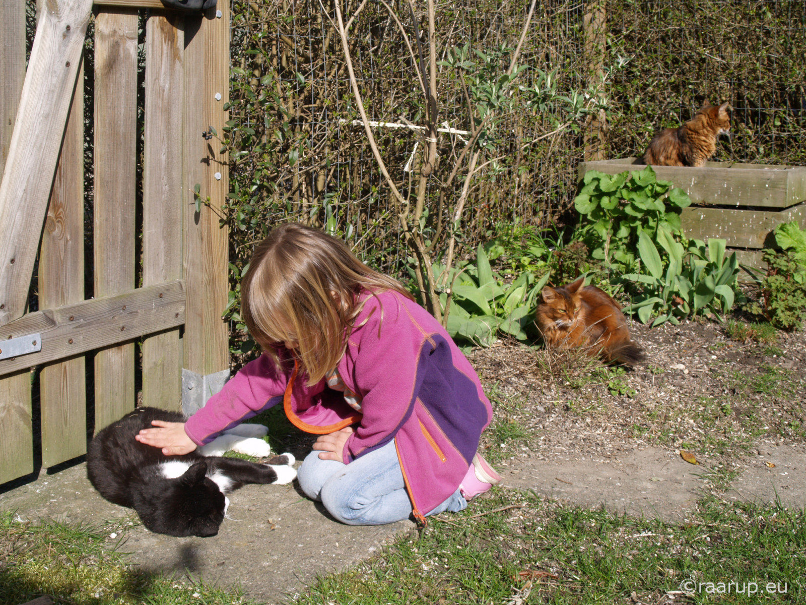 Wallpaper : child, plant, grass, play, tree, Zoo, fun, girl, recreation ...