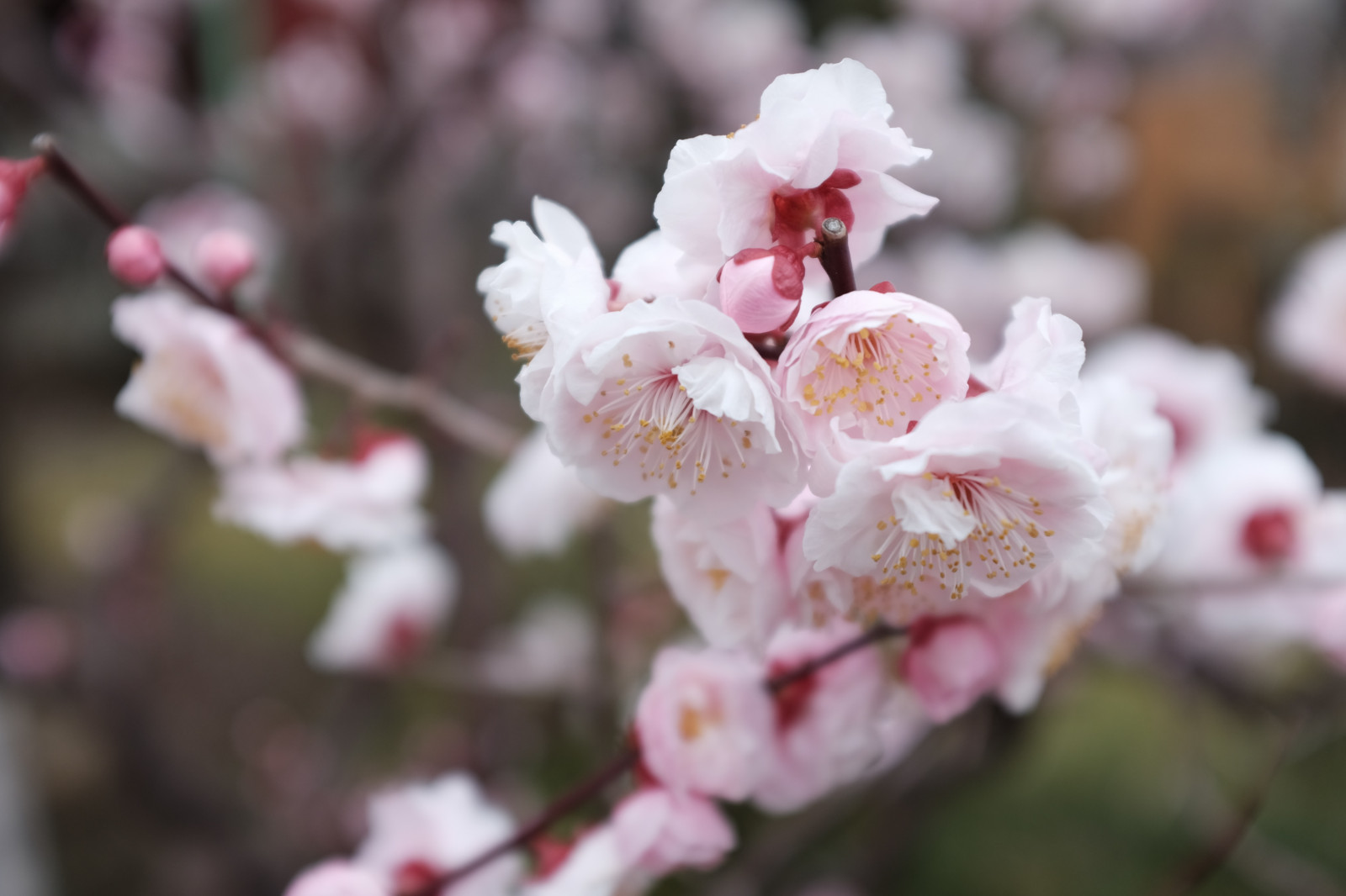 Imagini de fundal : Japonia, alimente, ramură, fruct, floare de cires ...