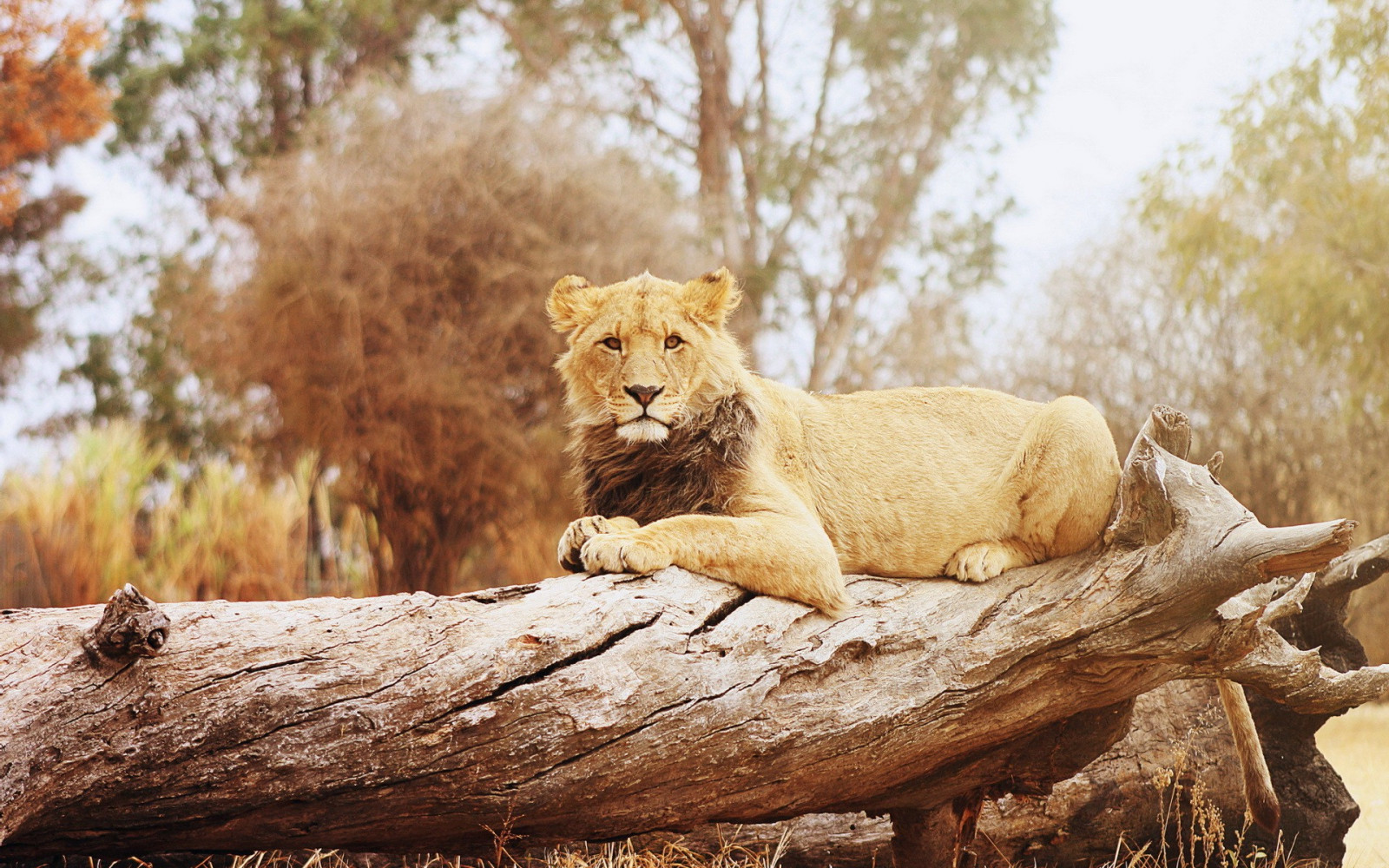 Wallpaper : 1920x1200 px, animals, lion, log, wood 1920x1200 ...