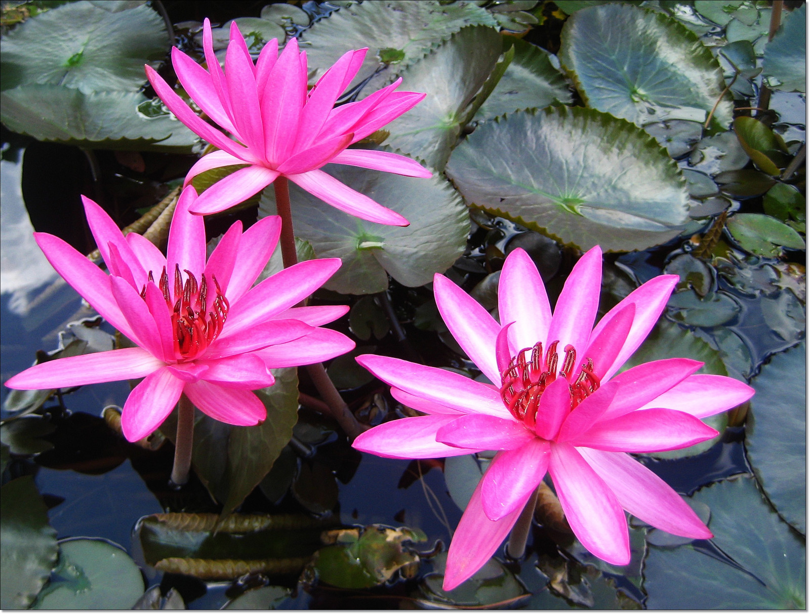 Obrázky na plochu : narodeniny, kvety, kvetina, milovať, tri, lotus ...