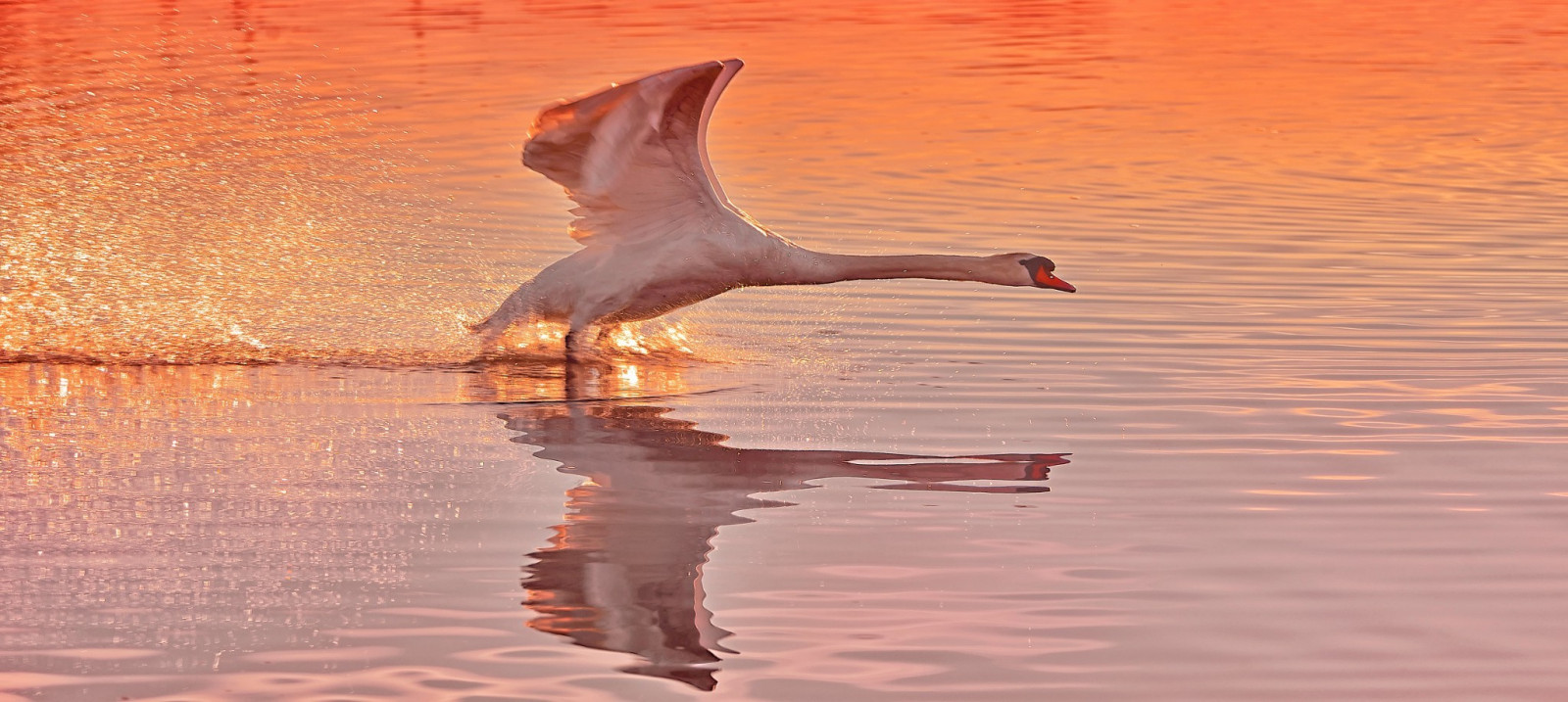 Water Reflection Animals