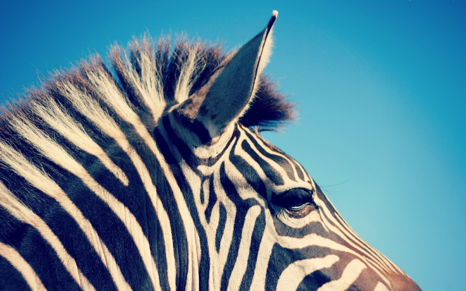 Tapety : zebra, hlava, kapela 2560x1600 - wallhaven - 1040753 - Tapety ...