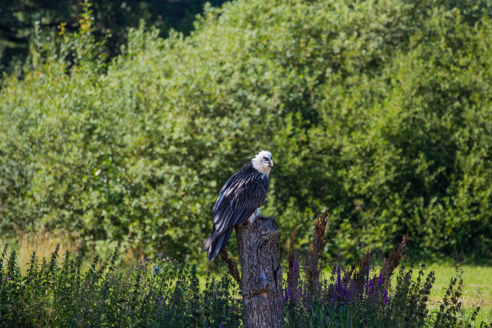Wallpaper : forest, green, wildlife, Denmark, tree, bird, birdofprey ...
