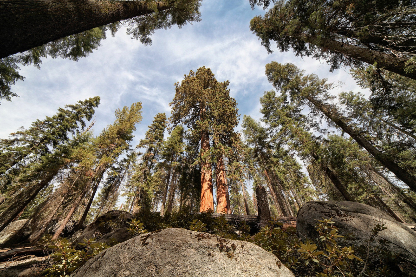 Wallpaper : pandangan mata cacing, alam, pohon, hutan 2048x1365 ...