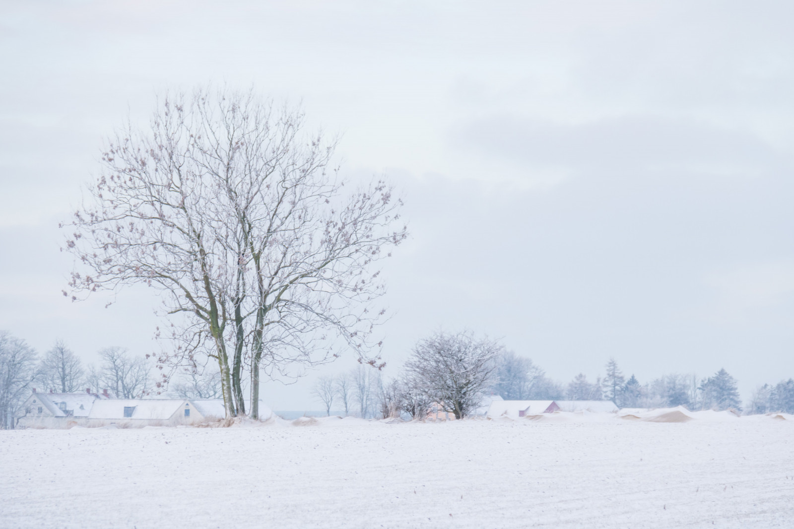 Imagini de fundal : peisaj, cer, zăpadă, iarnă, ramură, dimineaţă ...