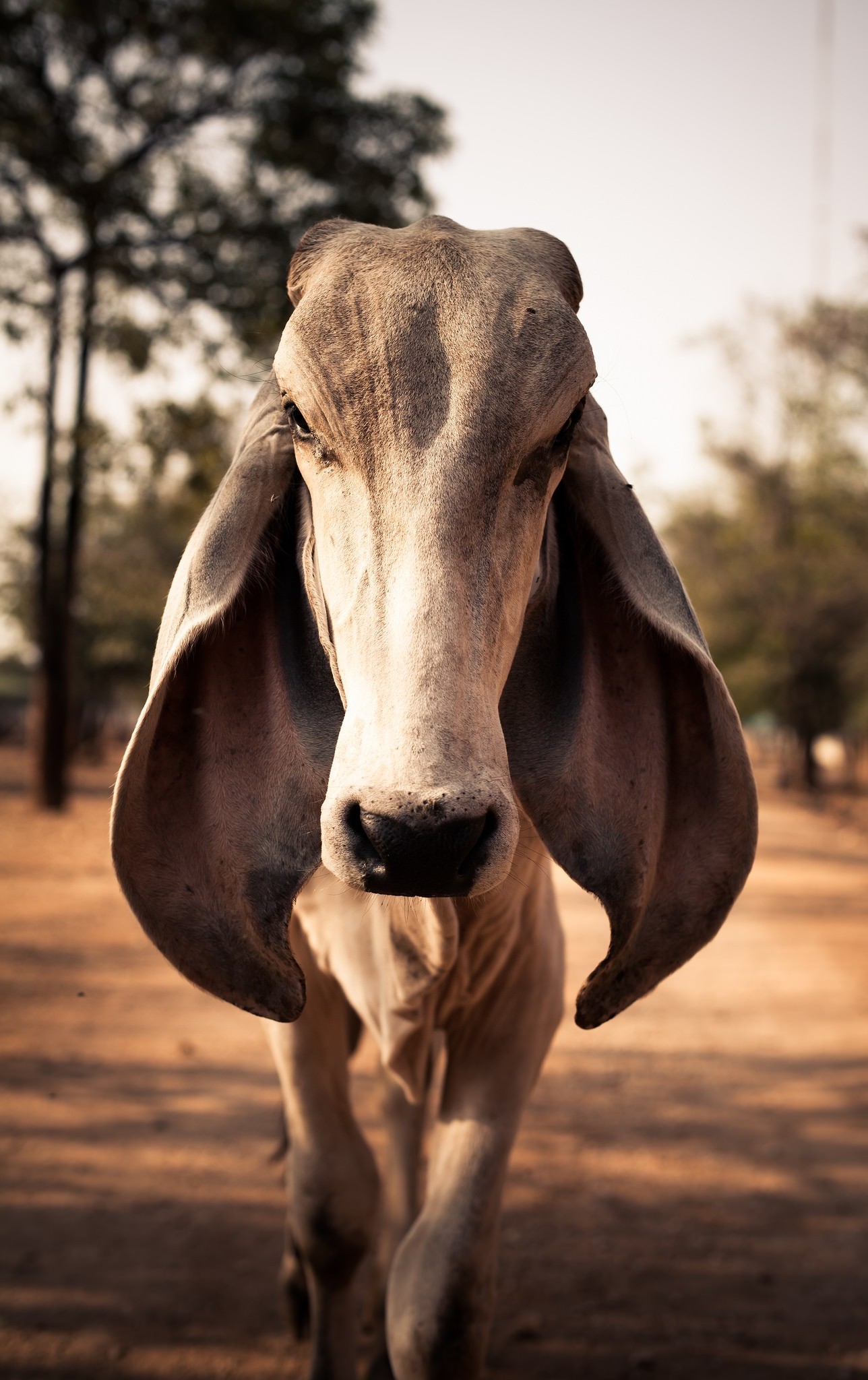Wallpaper : 1288x2048 px, animals, cows, ears, looking at viewer ...