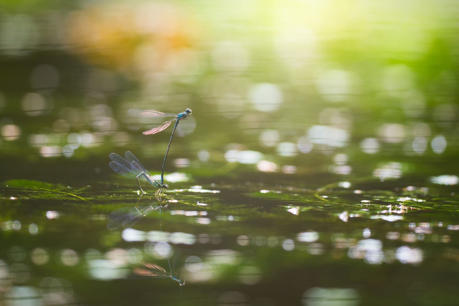 Wallpaper Sinar Matahari Daun Daun Air Alam Refleksi Rumput