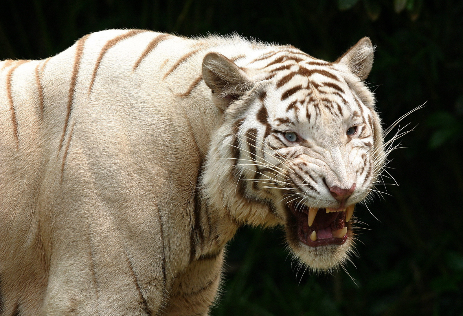 Wallpaper : tiger, wildlife, teeth, big cats, Zoo, whiskers, albino ...