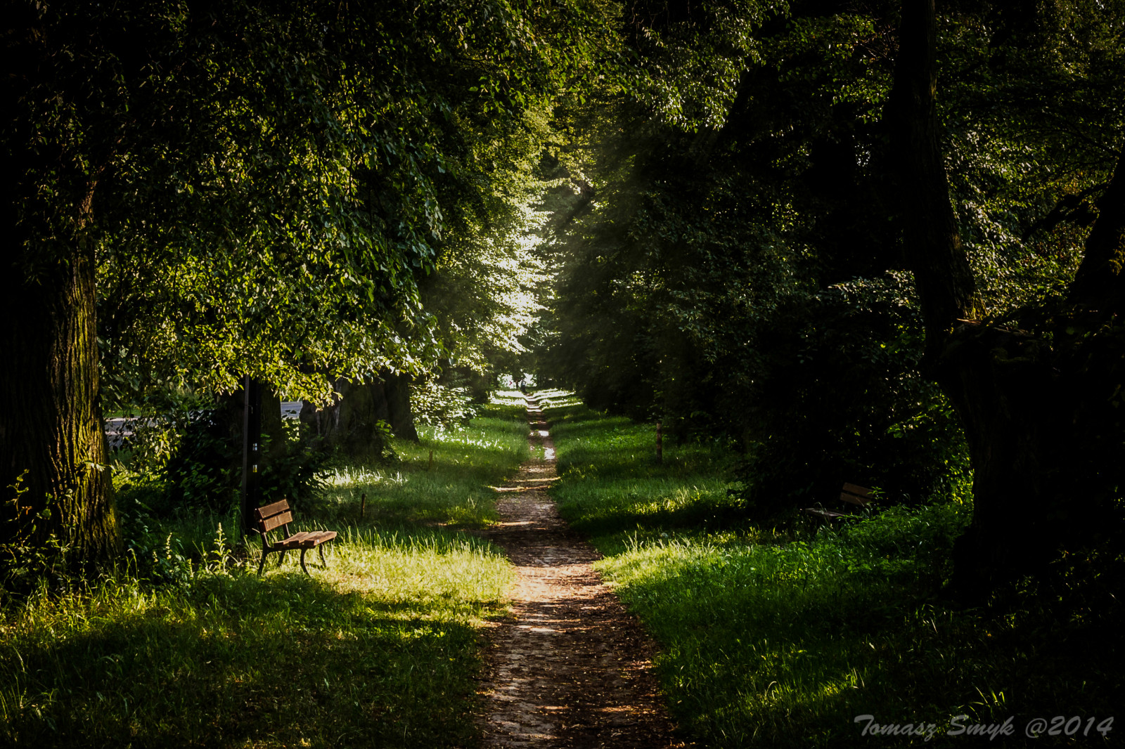 Achtergronden : zonlicht, landschap, Bos, natuur, gras, hemel, veld ...