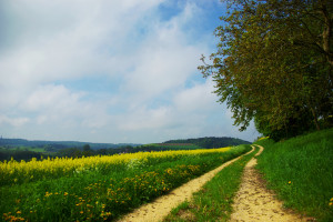 Obrázky na plochu : paseka, kvety, letné, stromy 1920x1200 ...