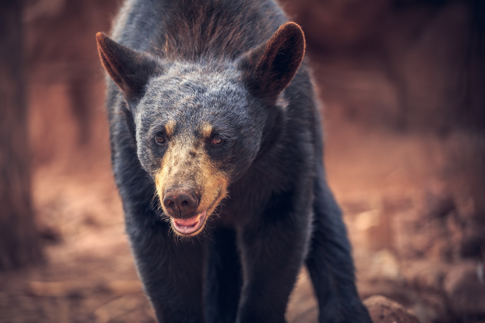 Imagini de fundal : mamifer, animale sălbatice, faună, bot, terrestrial ...