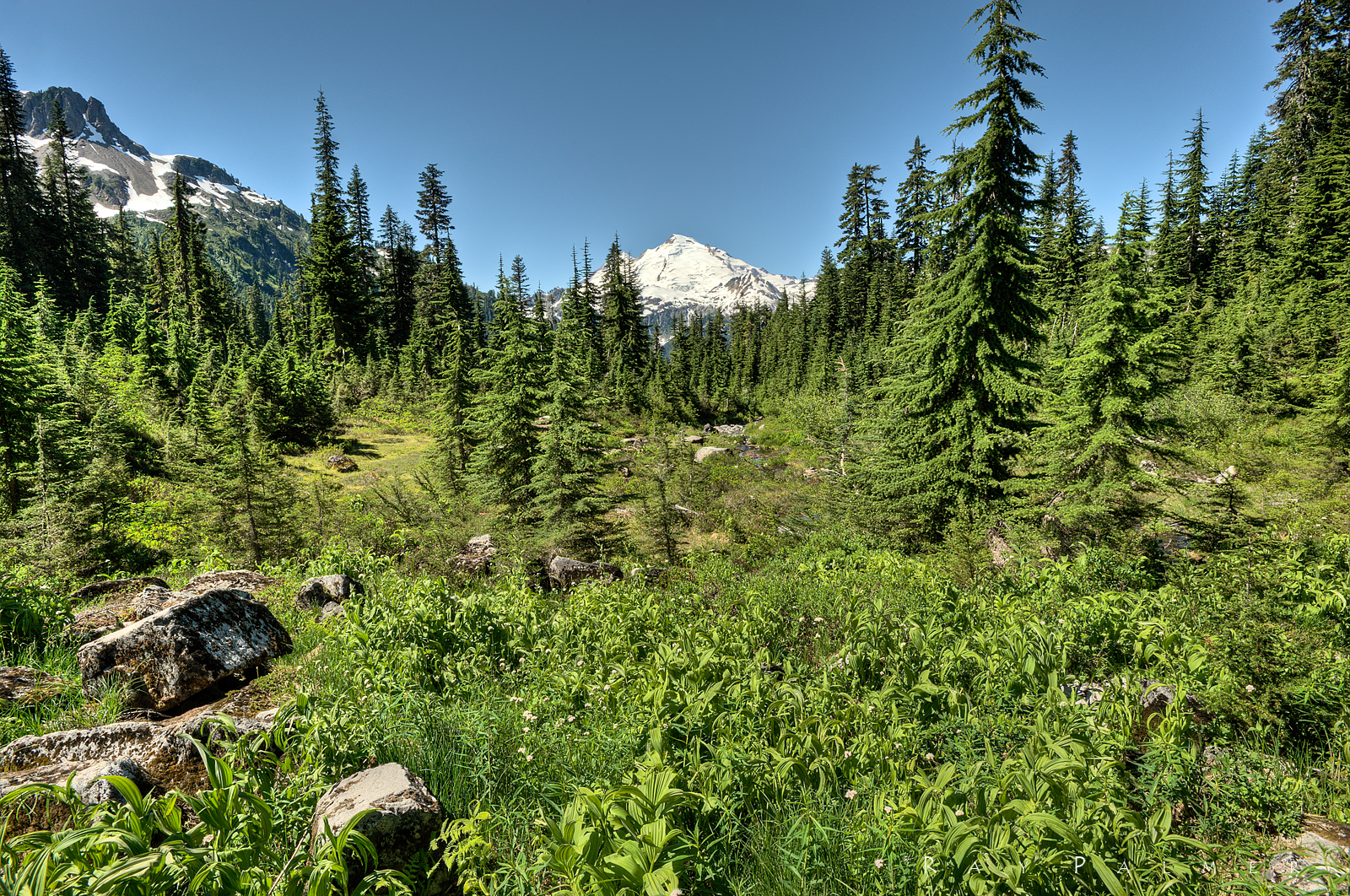 Wallpaper : wilderness, vegetation, ecosystem, spruce fir forest ...