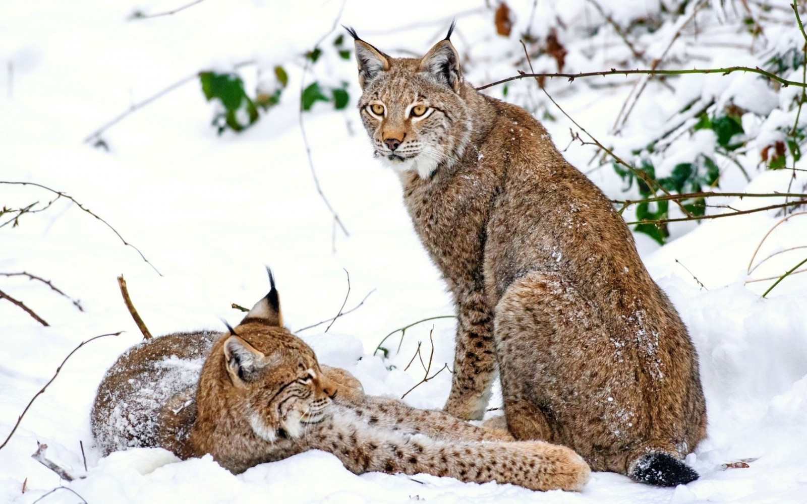 Wallpaper : hewan, salju, margasatwa, lynx, puma, kucing garong, kucing ...