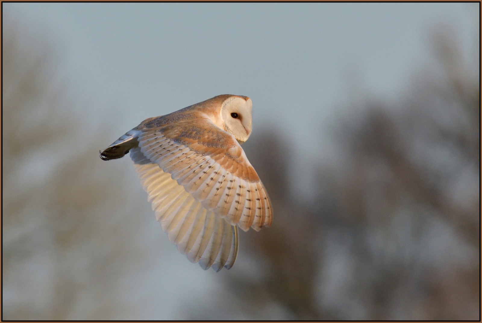 Tapety : Příroda, letící, Volně žijících živočichů, dravý pták, stodola ...