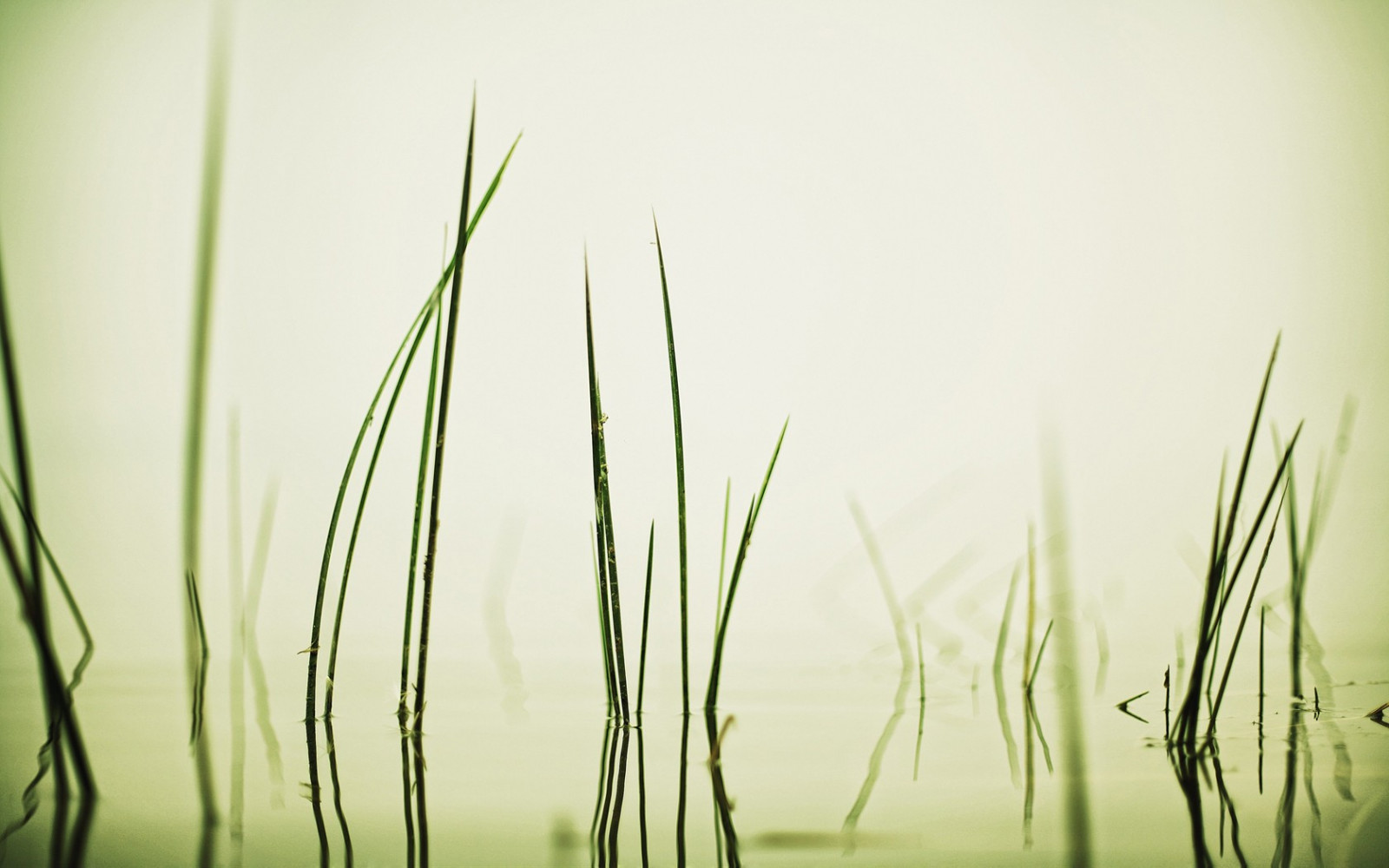 Wallpaper Sunlight Water Nature Reflection Field Branch Green