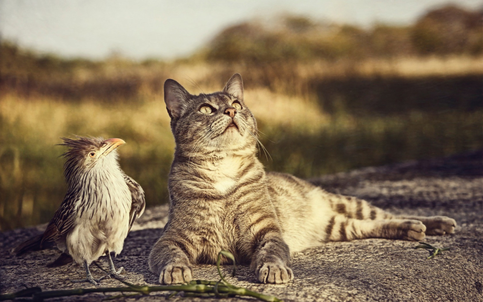 Sfondi : uccelli, animali, natura, guardando in alto, barba, gatto ...