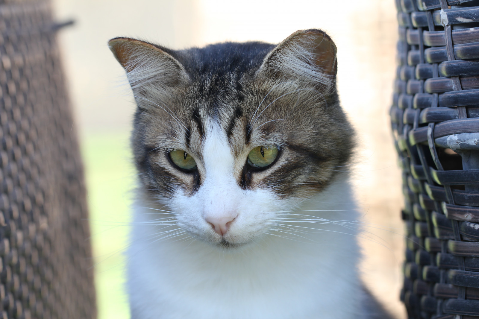 Wallpaper : Canon, cat, picture, composition, 550d, Capture, fullsize ...